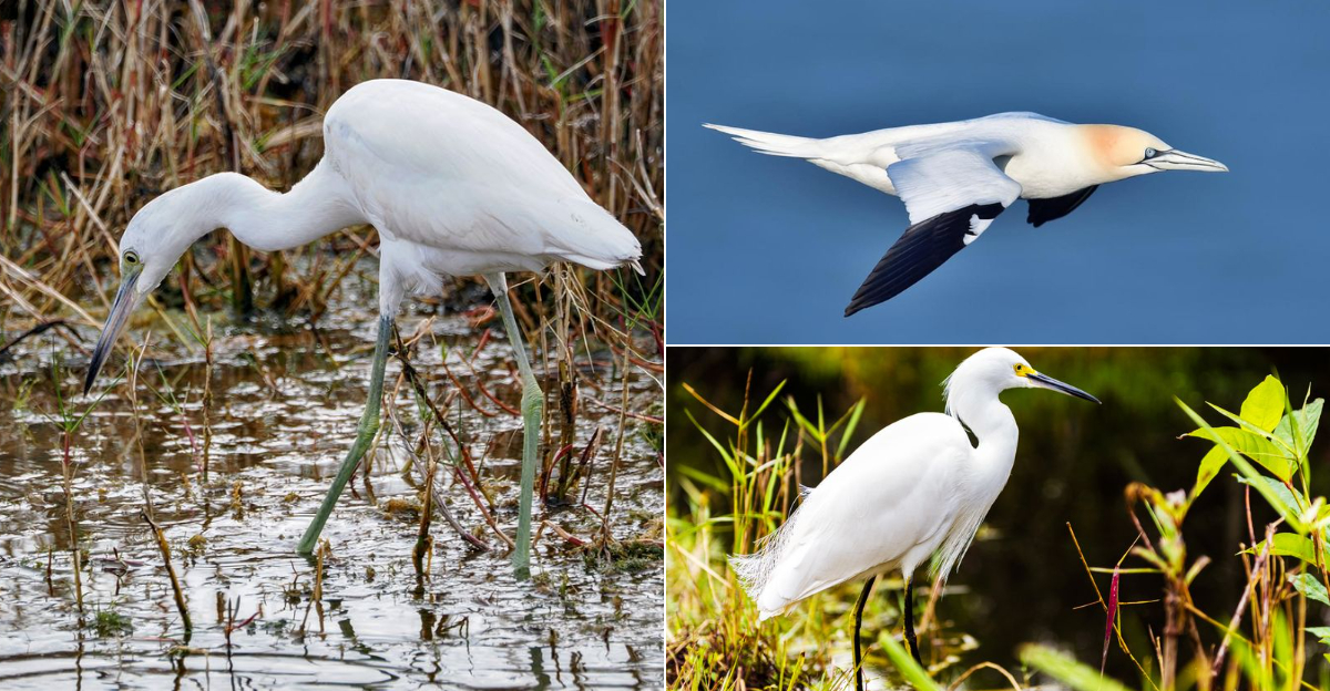 Gorgeous White Birds You’ll Find Thriving in the Sunshine State ...