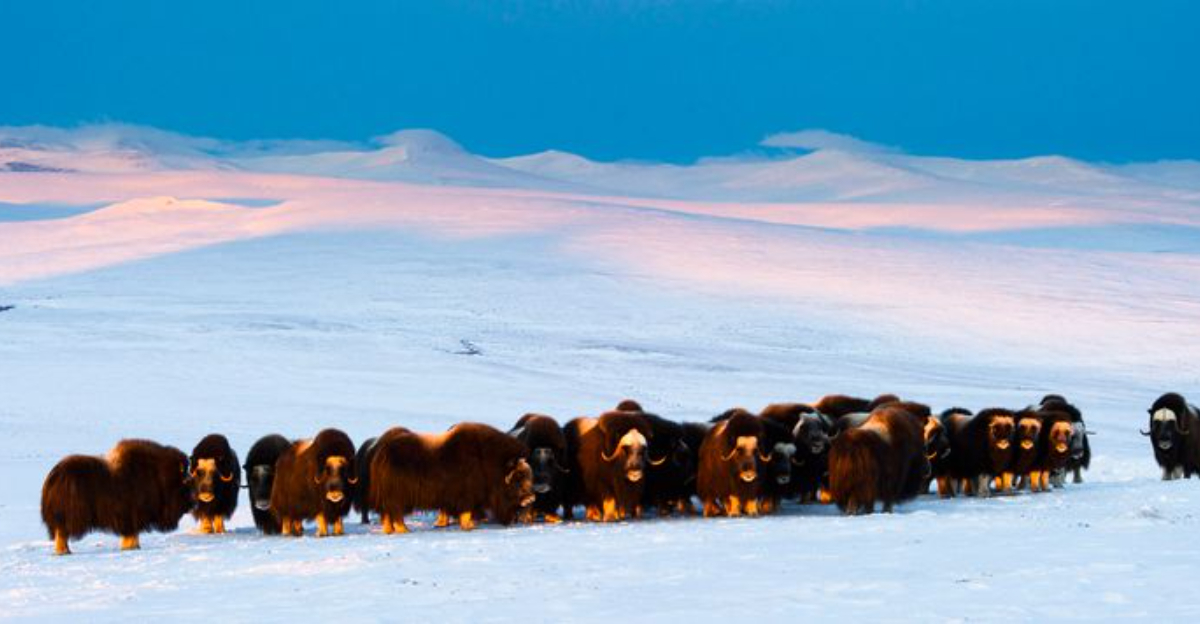 Meet the Giant Musk Ox That Outsurvived Woolly Mammoths—And Still Roams ...