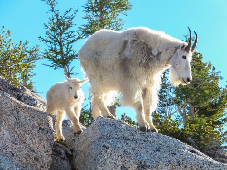 19 Animals That Survive on the Highest Peaks of the Rockies - Exploring ...