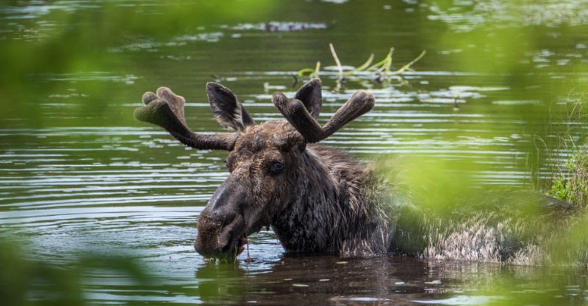 National Parks in the U.S. Where You Have a Real Chance of Seeing a ...