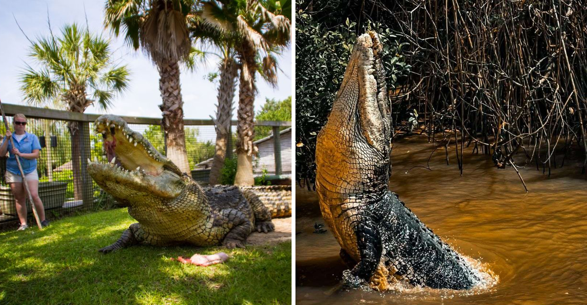 The 13 Biggest Saltwater Crocodiles Ever Recorded - Exploring Animals