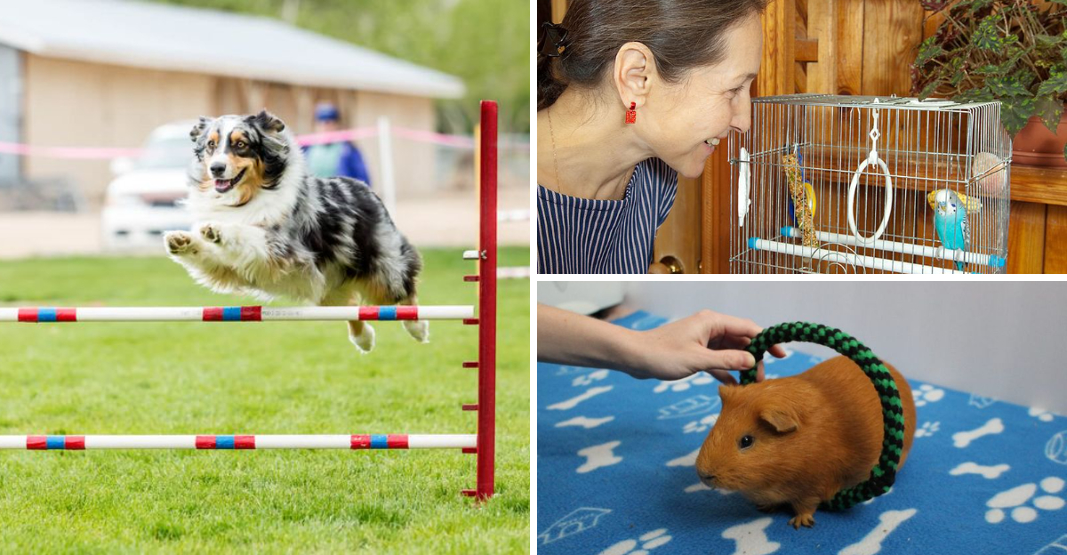 The 16 Easiest Pets to Train (And 4 That Will Test Your Patience ...