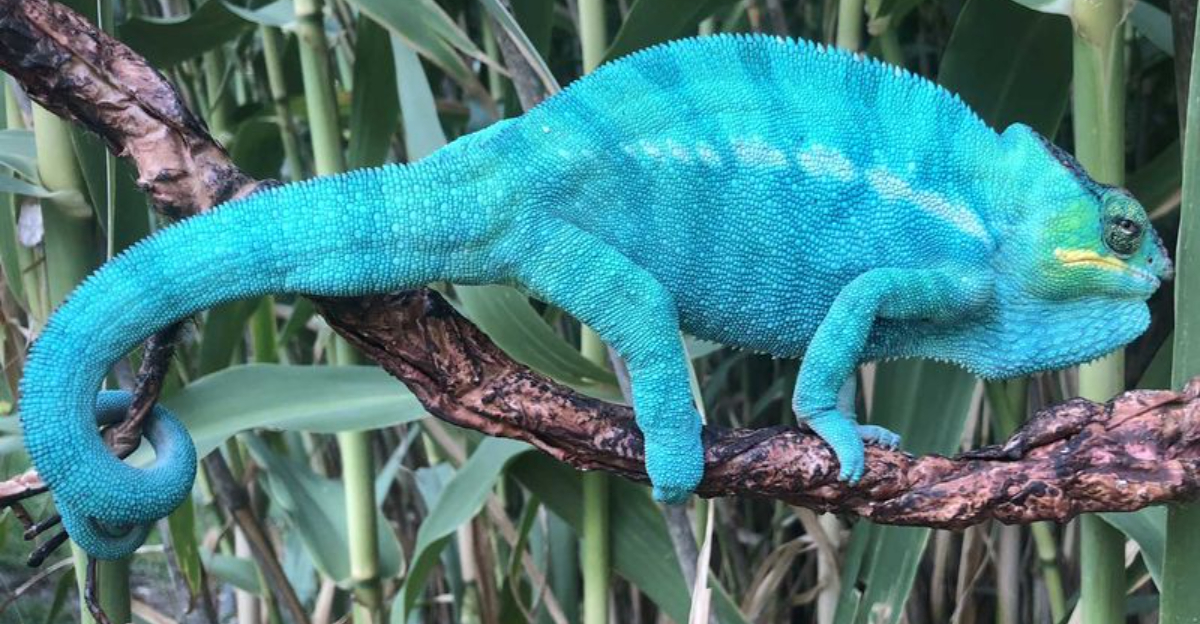 The 18 Most Colorful Chameleon Species You’ve Probably Never Seen ...