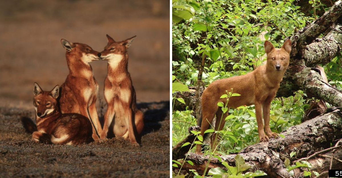 The 9 Rarest Wild Dogs In The World - Exploring Animals