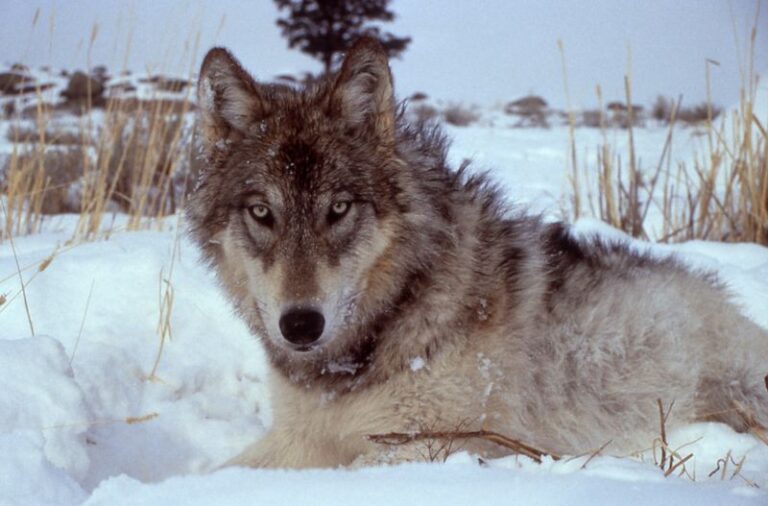 13 Facts About the Largest Wolf Pack Ever Found in North America ...
