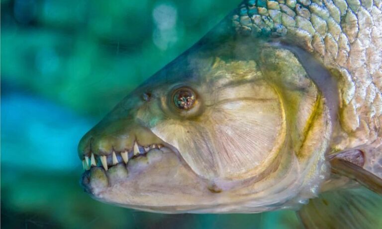 12 Terrifying Facts About the Goliath Tigerfish (Africa’s Real River ...