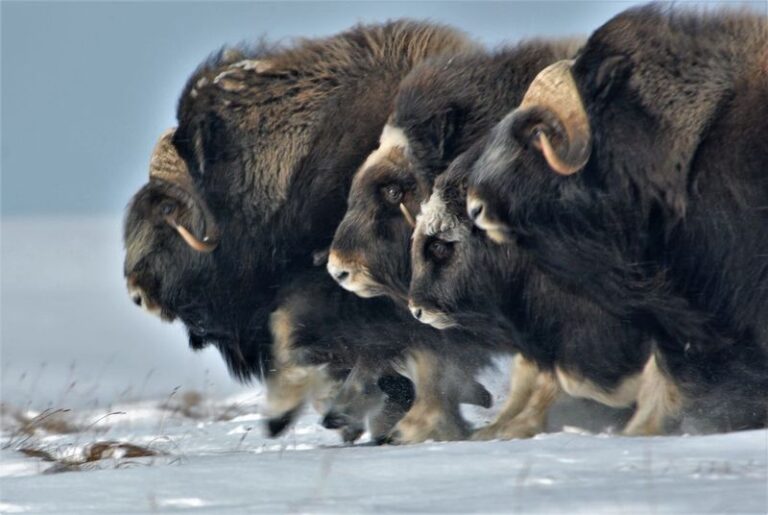 Meet the Giant Musk Ox That Outsurvived Woolly Mammoths—And Still Roams ...