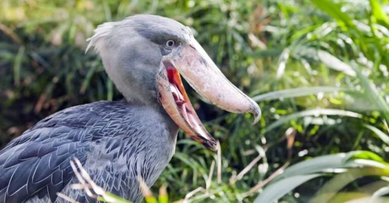 13 Strange But True Facts About the Shoebill Stork (The Dinosaur Bird ...