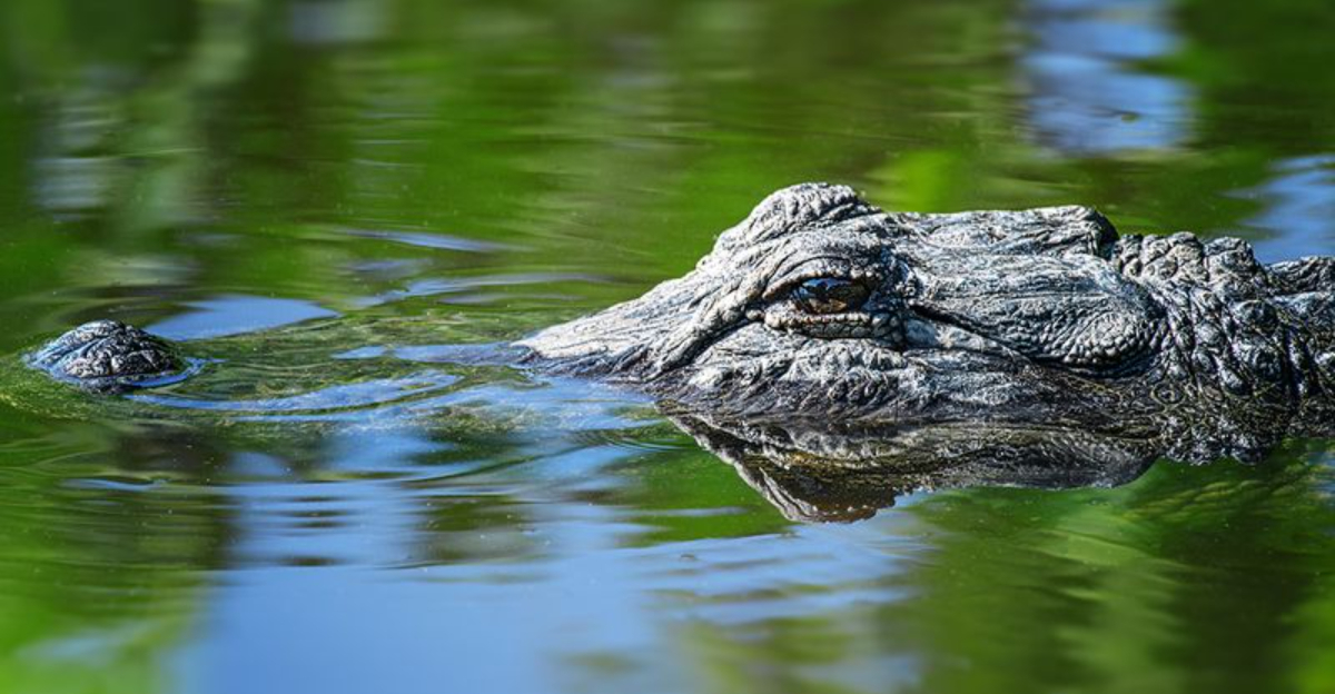 These U.S. Wetlands Shelter the Largest Colony of Wild Alligators in ...