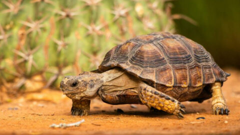 This State Has More Reptile Species Than Any Other in the U.S ...