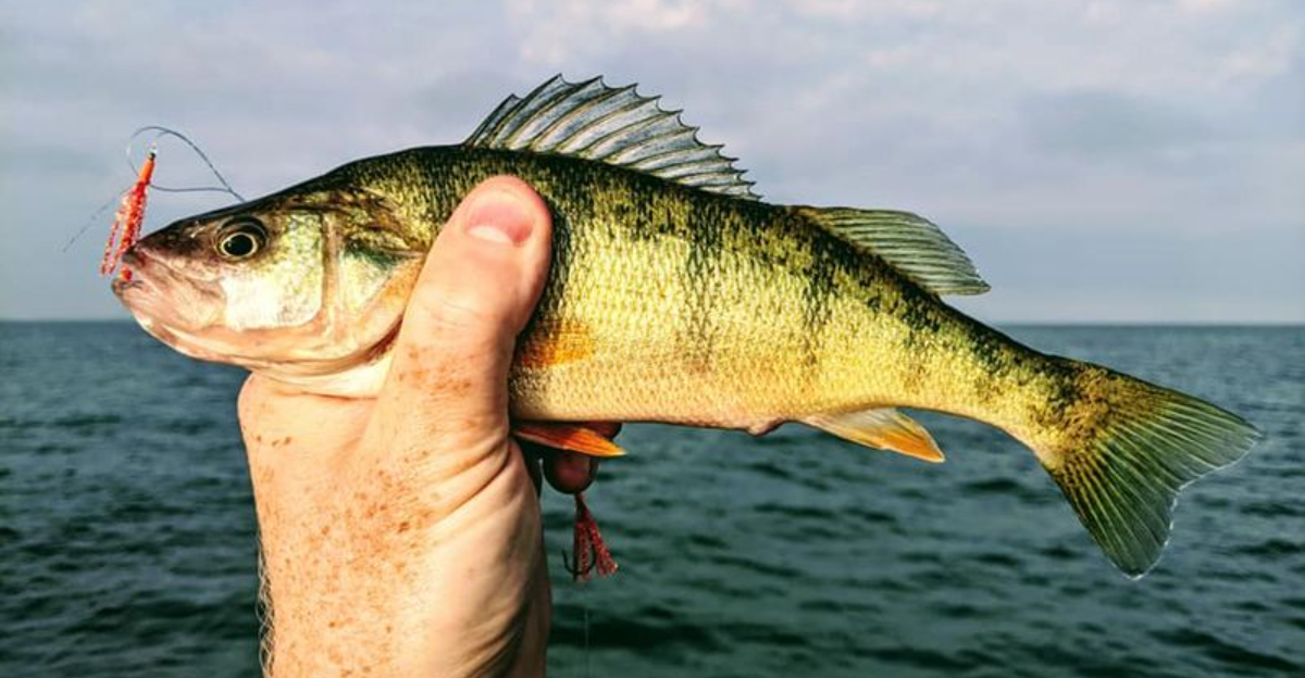 This U.S. Lake Holds the Record for the Most Fish Species - Exploring ...