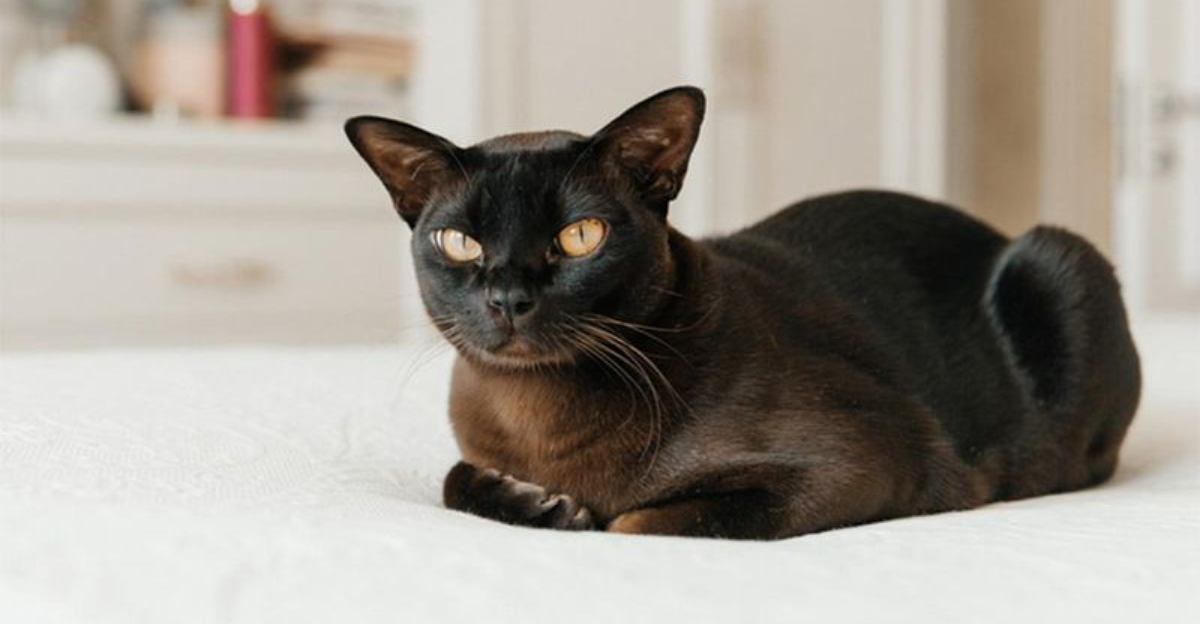 Top 17 Worst Cat Breeds According to Gen Z-ers - Exploring Animals