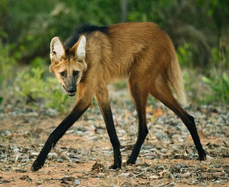 14 Truths About the Maned Wolf—The Tallest Wild Canine That Looks Like ...