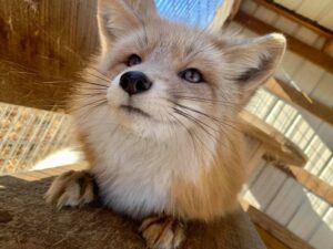 17 Places in America Where Owning a Pet Fox Is Allowed - Exploring Animals
