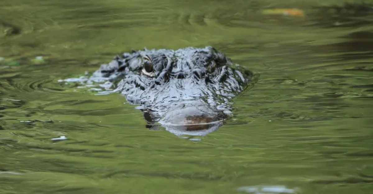 Where to Go in the U.S. If You Want to See a Wild Alligator in Action ...