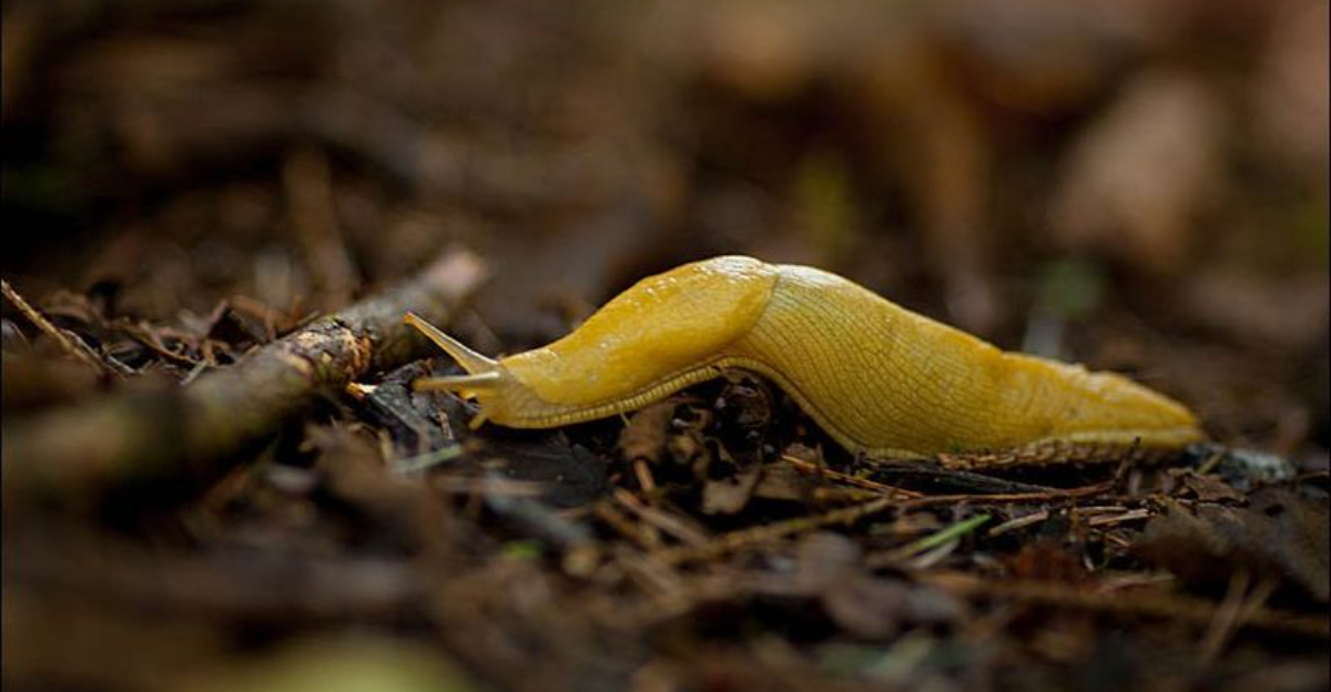 Wild Animals That Could Put You at Risk in Redwood National Park ...