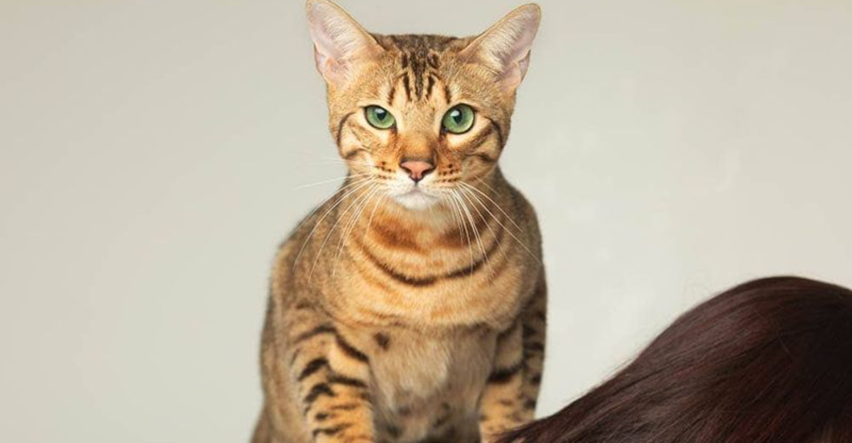 Wild at Heart: The Most Fascinating Hybrid Cats You Can Own - Exploring ...