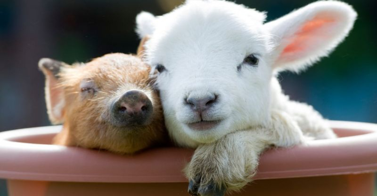 16 Acts of Animal Compassion That Will Absolutely Melt Your Heart ...