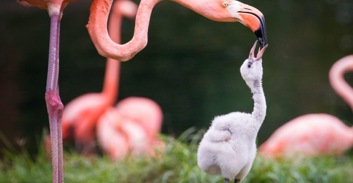 14 Adorable Baby Birds That’ll Instantly Brighten Your Day - Exploring ...