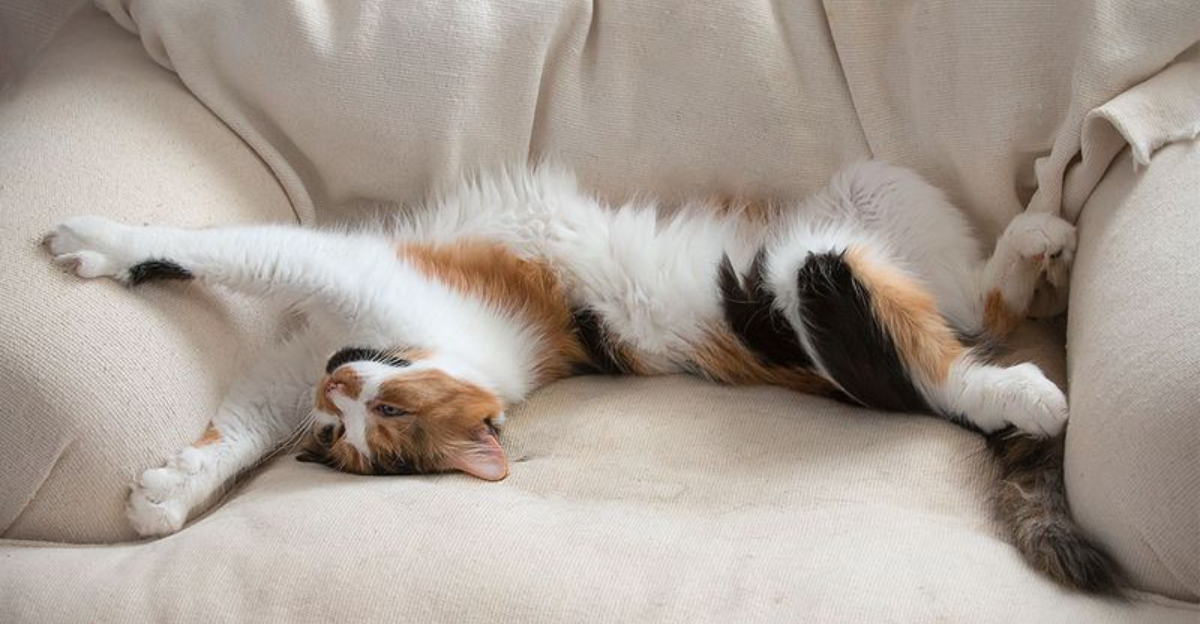 13 Adorable Cat Habits You’ll Only See in a Home Where They Feel Safe ...