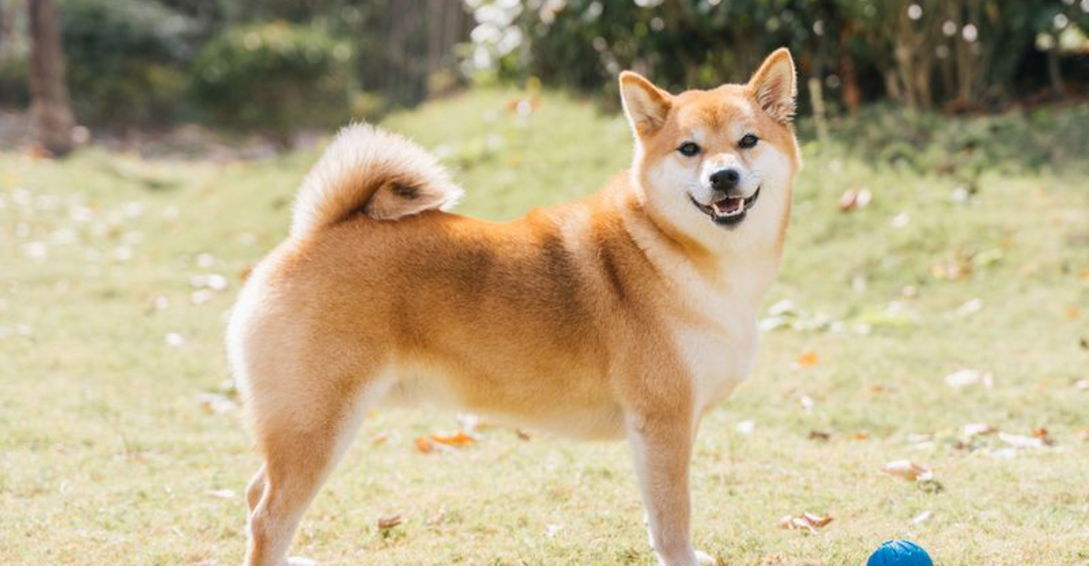15 Adorable Dog Breeds Known for Their Signature Curly Tails ...