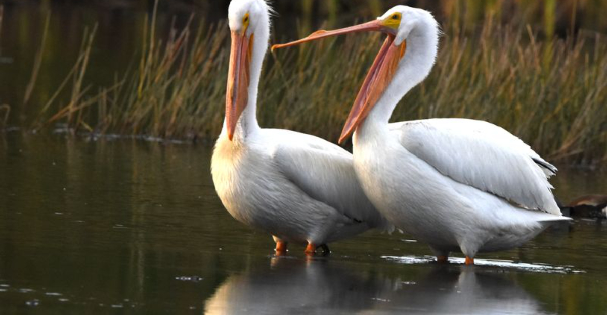 19 Amazing Animals Thriving in the Heart of Iowa - Exploring Animals