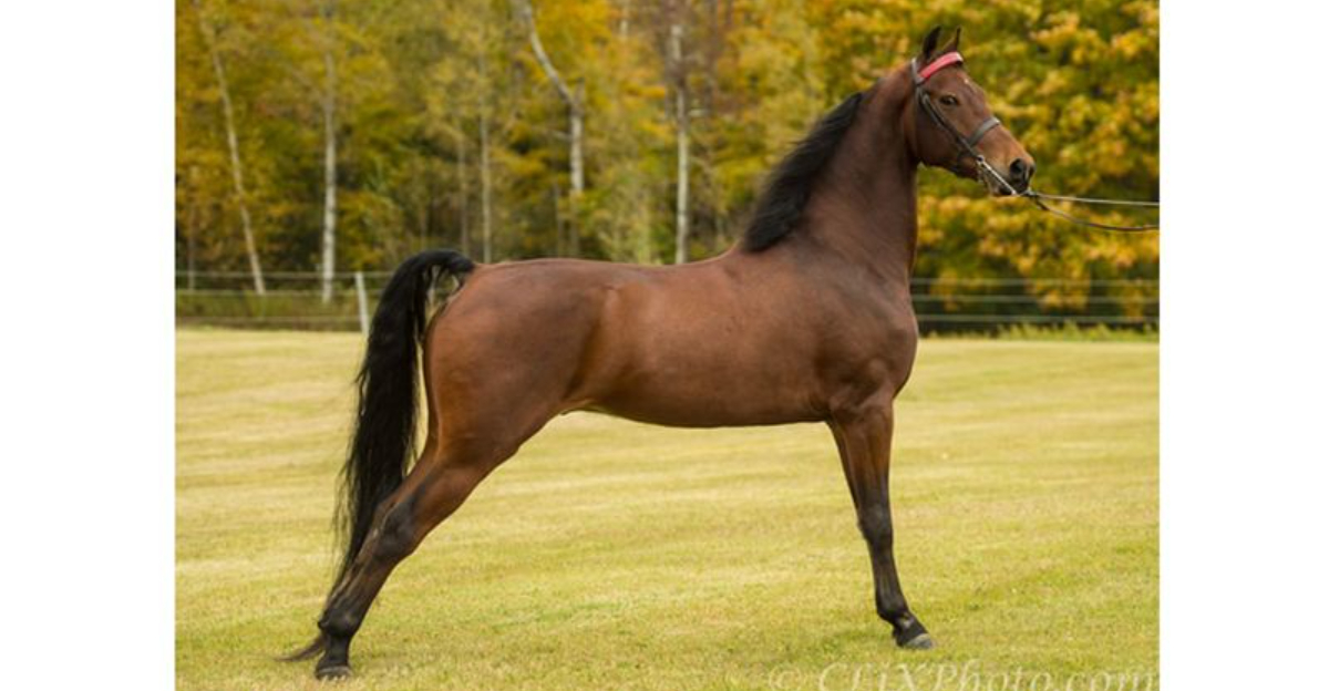 14 Amazing Facts About Morgan Horses’ Versatility and Spirit ...