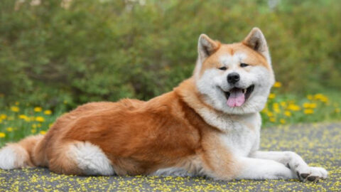 16 Amazing Facts About the Akita—Japan’s Most Loyal Dog - Exploring Animals