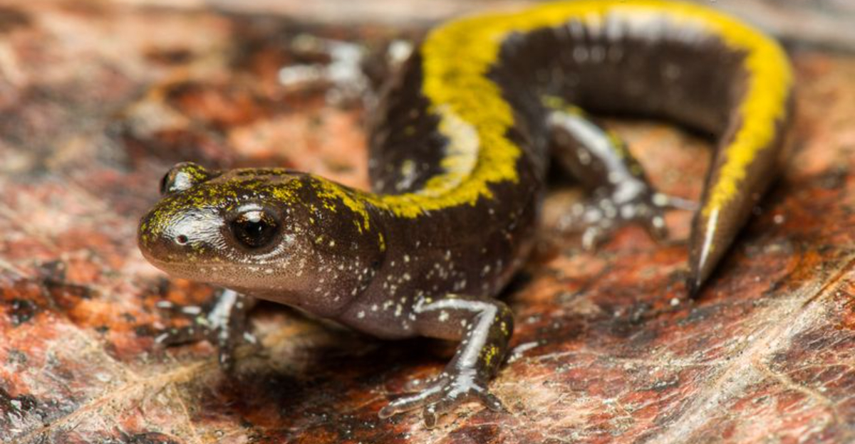 16 Amphibians That Thrive in Washington’s Rainforests - Exploring Animals