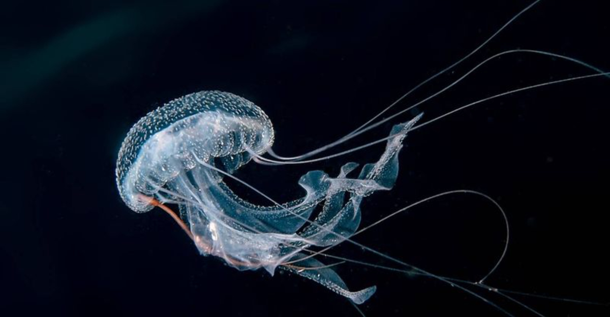 13 Animal Names That Are Totally Misleading (and What They Really Are ...