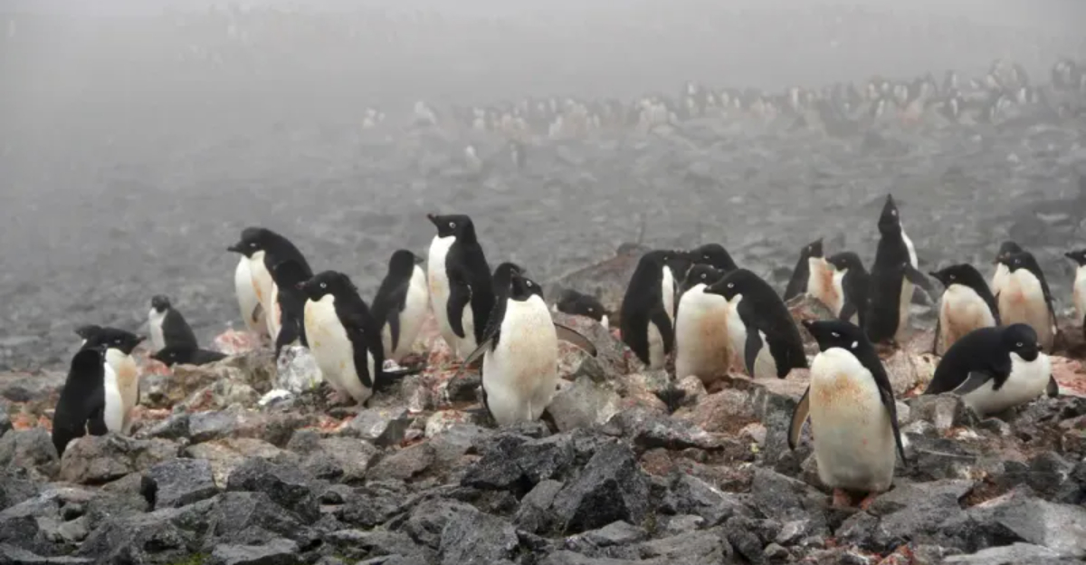 17 Animals That Are Becoming Rarer Due To Climate Change - Exploring ...