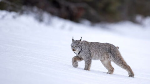 20 Animals That Make British Columbia One of Canada’s Most Untamed ...