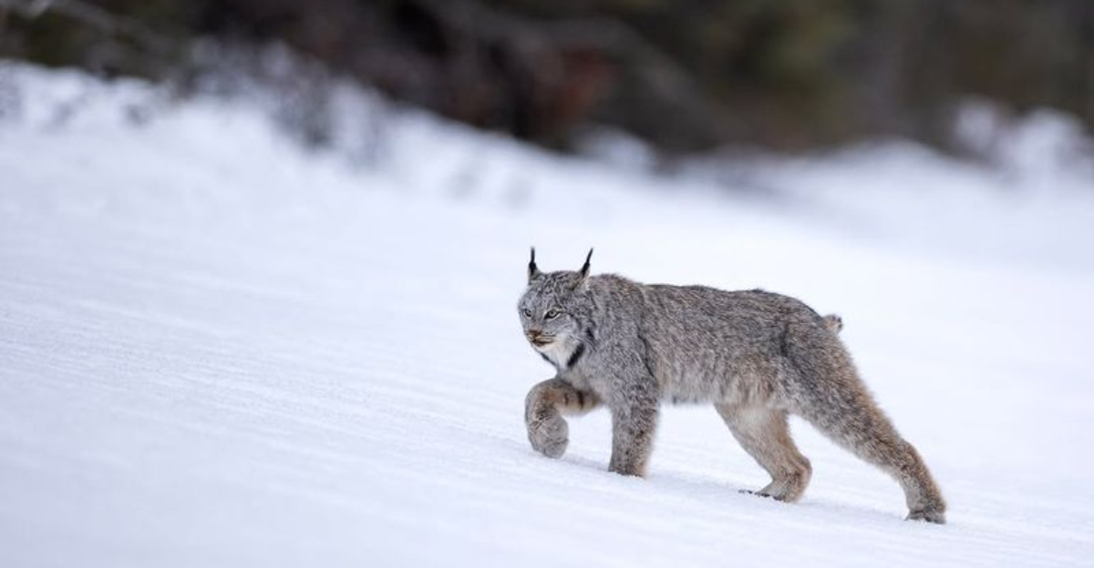 20 Animals That Make British Columbia One of Canada’s Most Untamed ...