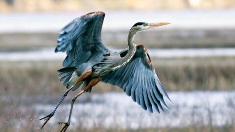 24 Animals That Make Rhode Island’s Natural Spaces Come Alive ...