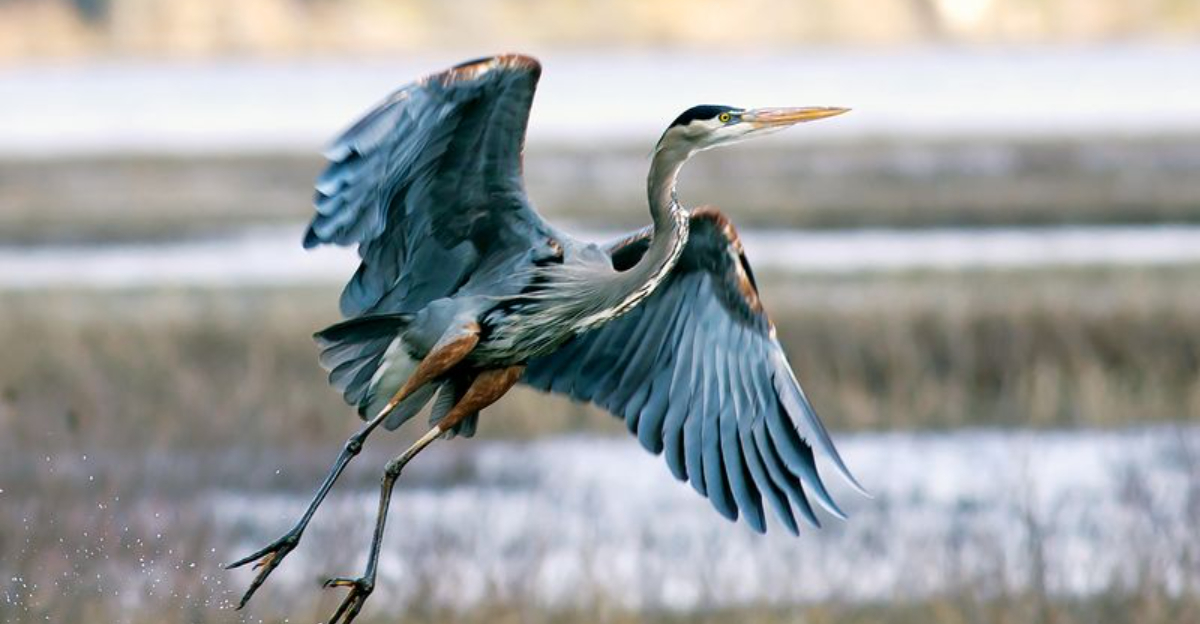 24 Animals That Make Rhode Island’s Natural Spaces Come Alive ...