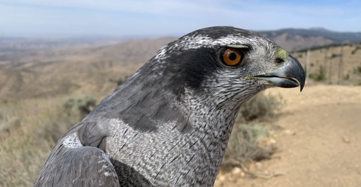 22 Animals That Reveal the Wilder Side of Idaho - Exploring Animals