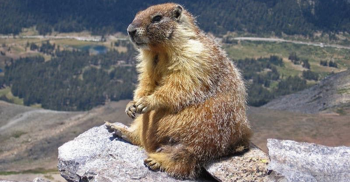 19 Animals That Survive on the Highest Peaks of the Rockies - Exploring ...