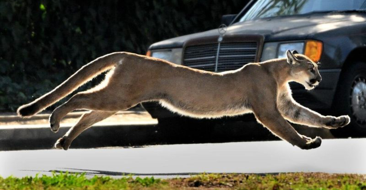 17 Apex Predators in the US That Will Harm Your Kids and How To Stop ...