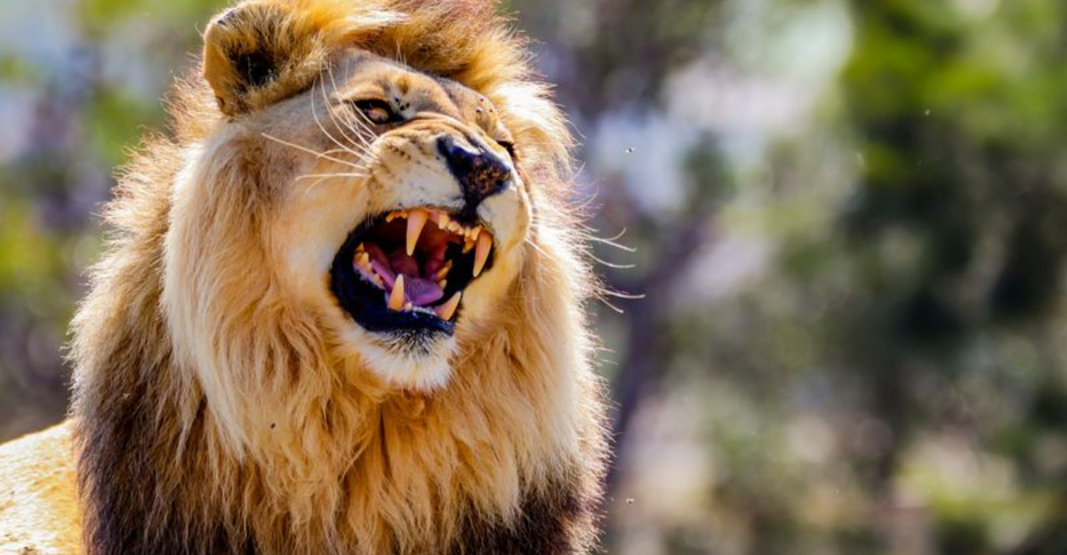 13 Astonishing Facts About the Asiatic Lion You’ve Never Heard Before ...