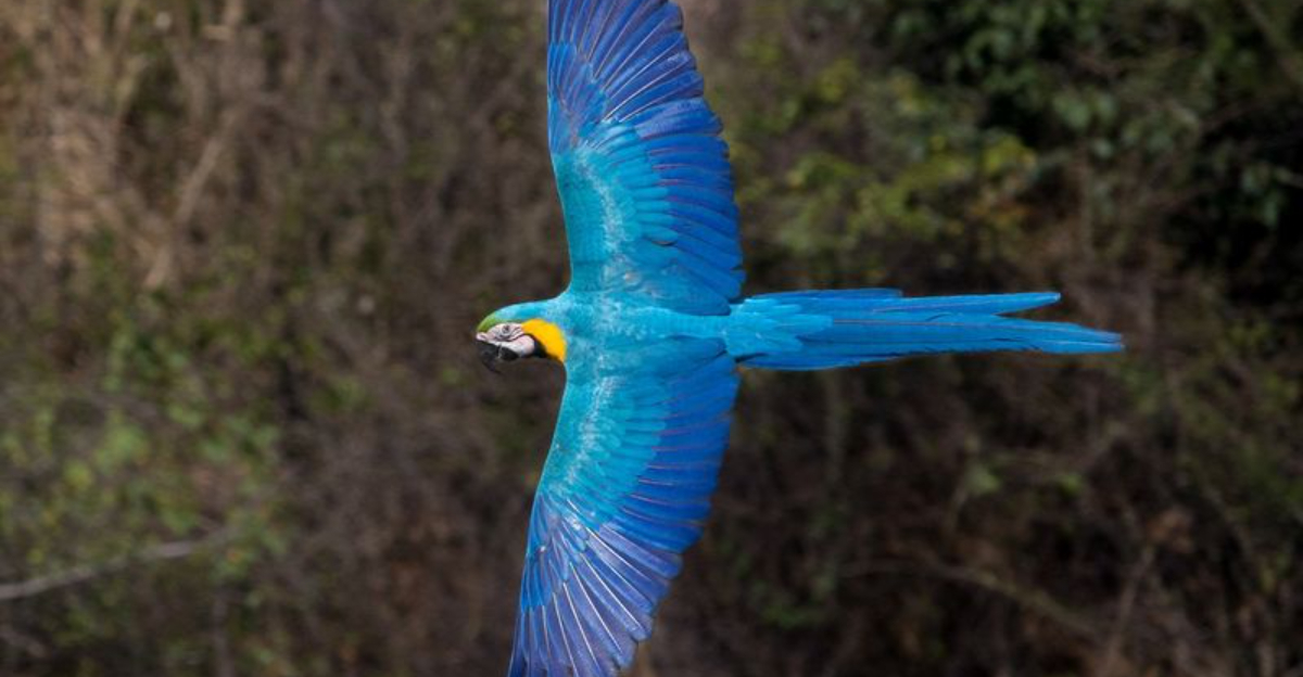 17 Beautiful Blue Birds That Will Light Up Your Garden - Exploring Animals