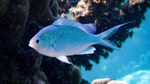 18 Best Blue Fish You Can Add to Your Aquarium - Exploring Animals