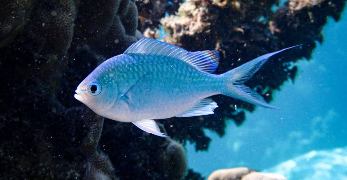 18 Best Blue Fish You Can Add to Your Aquarium - Exploring Animals