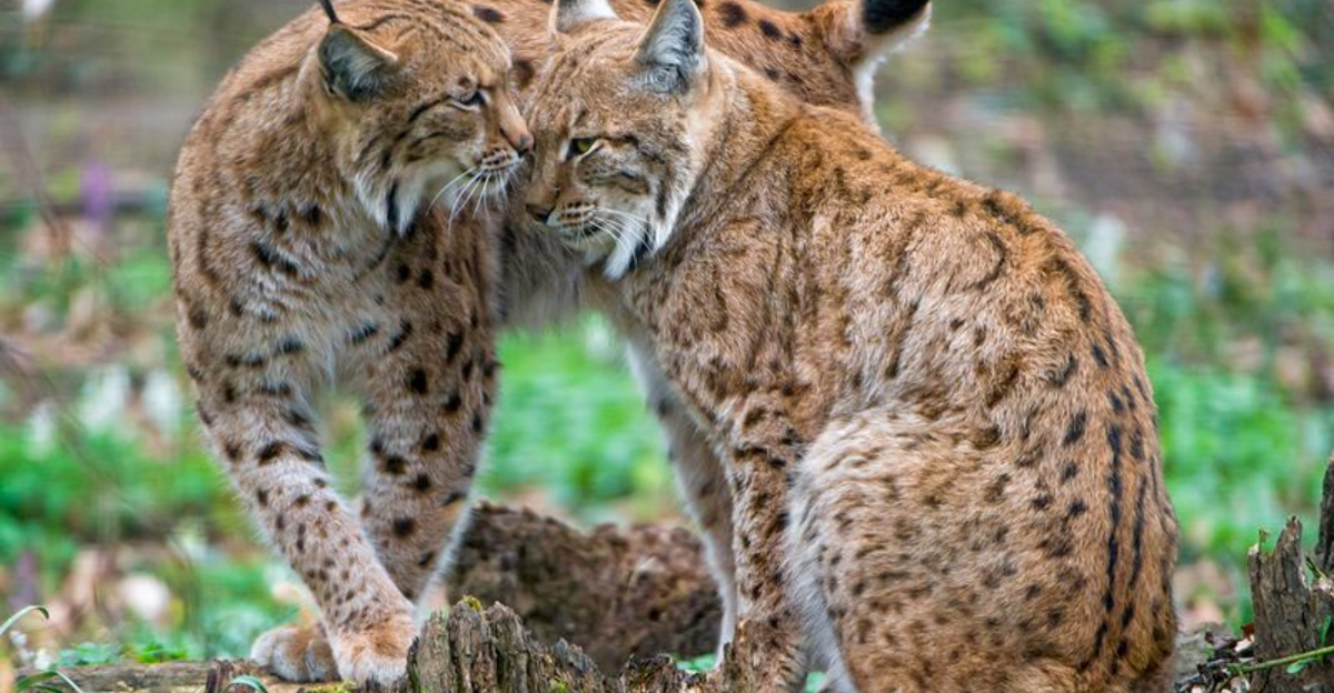 11 Big Cats That Form Bonds Just as Deep as House Cats - Exploring Animals