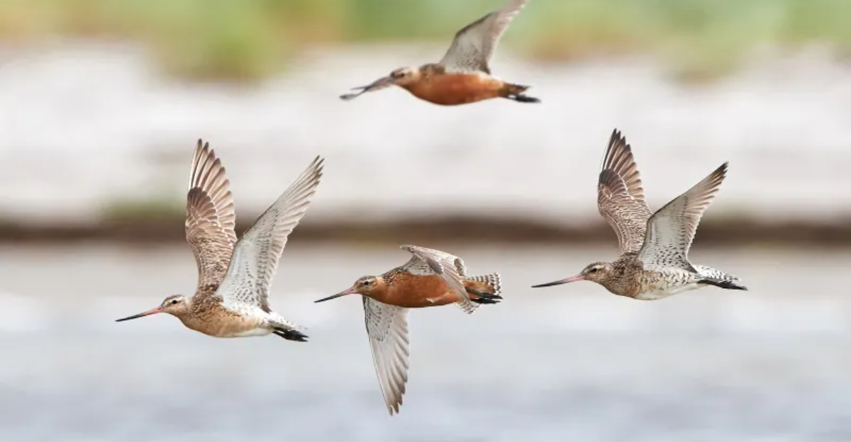 16 Bird Species That Travel the Farthest Without Ever Touching Land ...