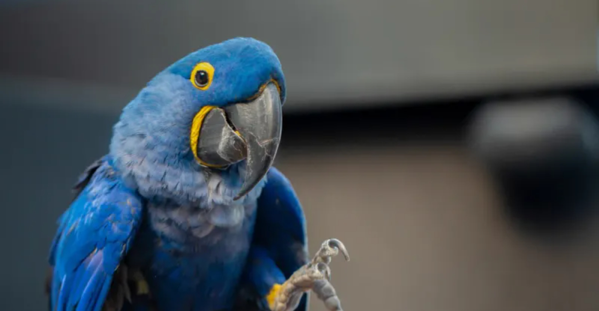 8 Birds That Struggle With Cage Life (and 8 That Adapt Easily ...