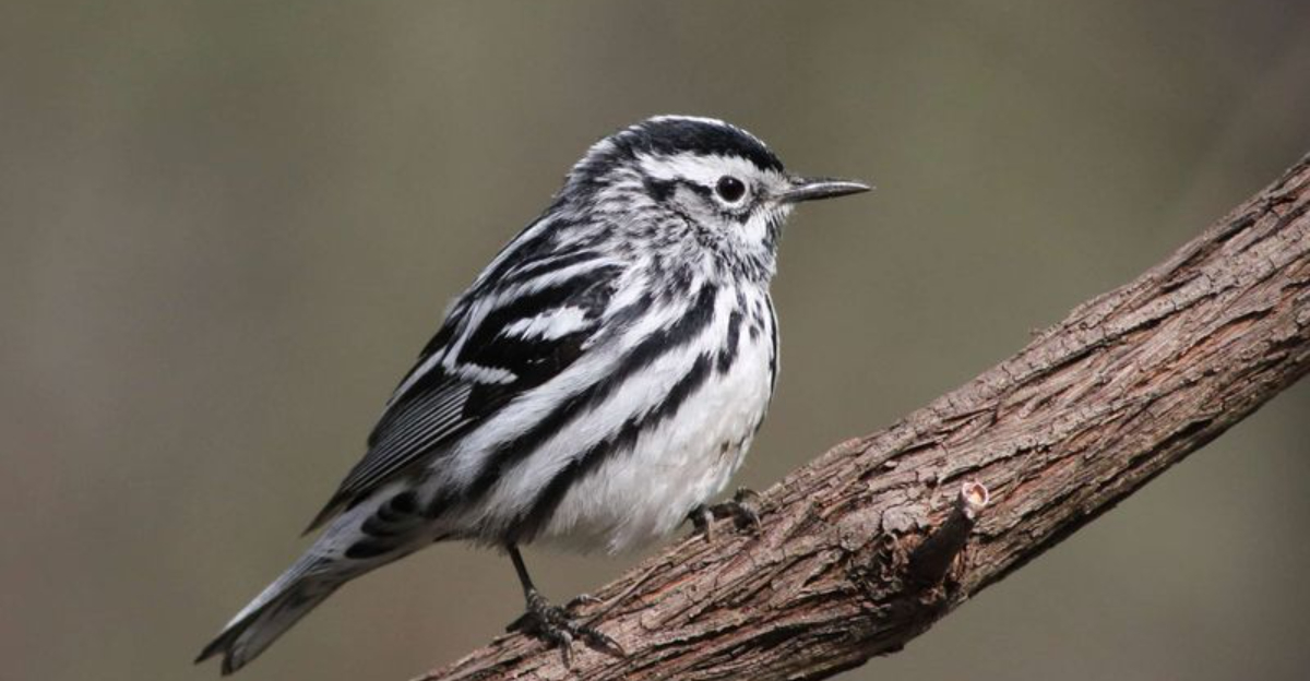 14 Black and White Birds That Add Elegance to Your Garden - Exploring ...