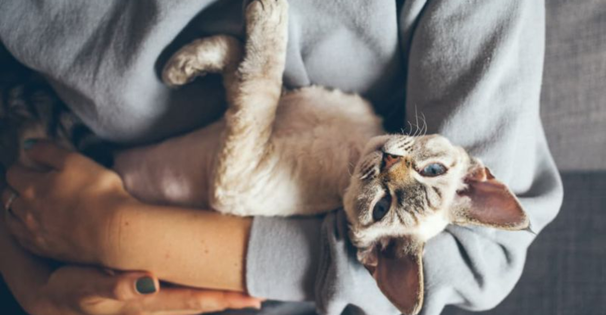 14 Cat Breeds that Bond Instantly with Humans and 6 Who Don't ...