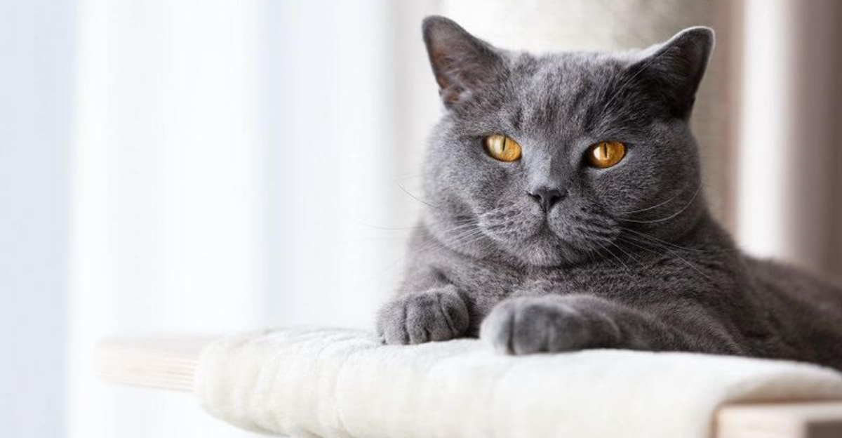11 Charming Facts About the British Shorthair Cat - Exploring Animals