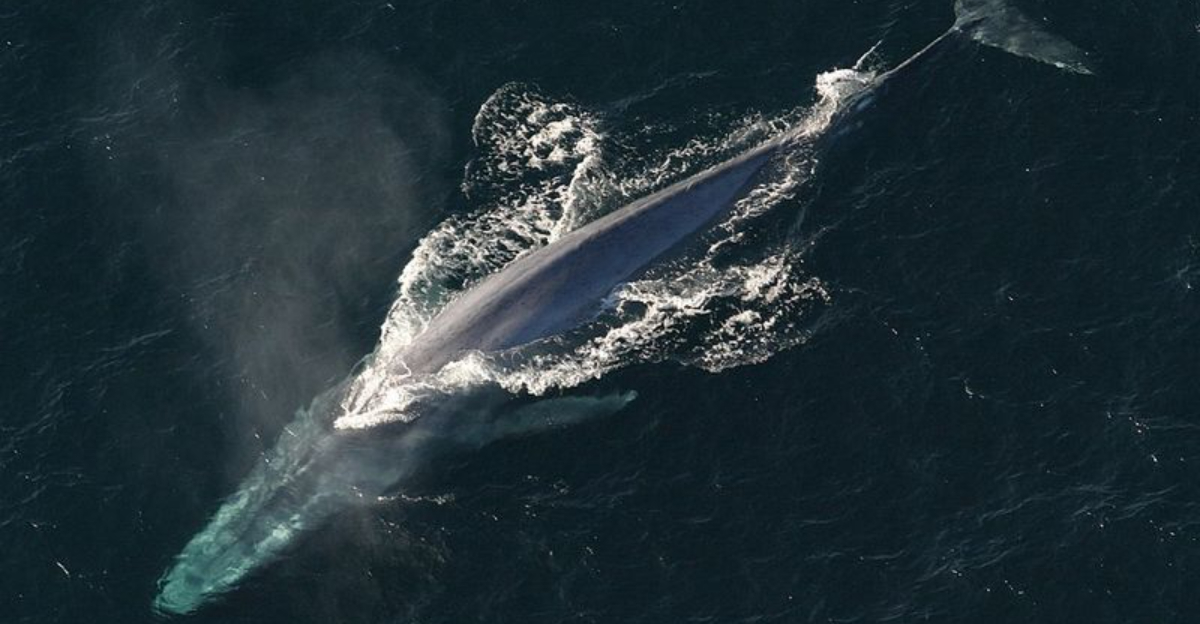 11 Details About the Largest Blue Whale Documented Off the U.S. East ...