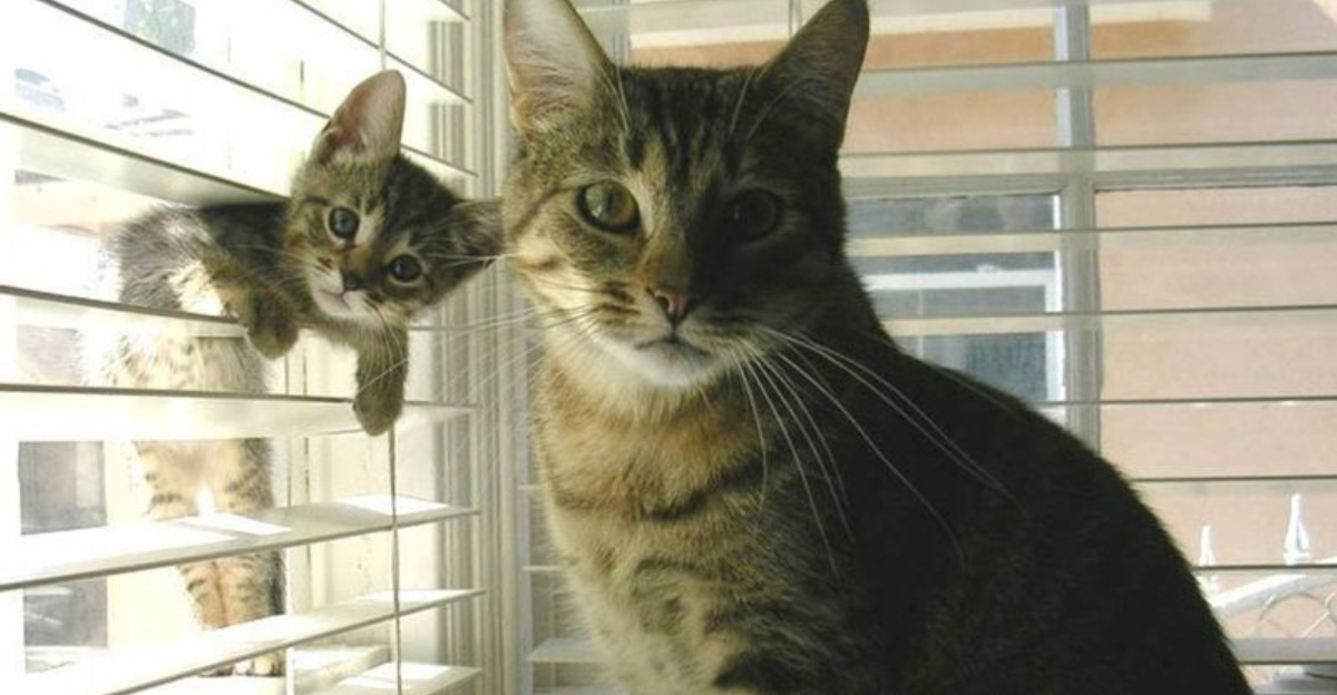 15 Differences You’ll Notice in Kittens That Adult Cats Don’t Show ...
